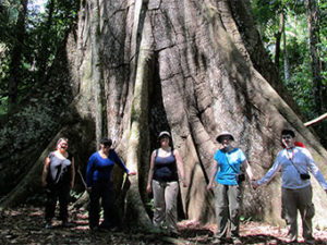Amazing Plant Life of the Amazon Jungle | Amazon Cruises