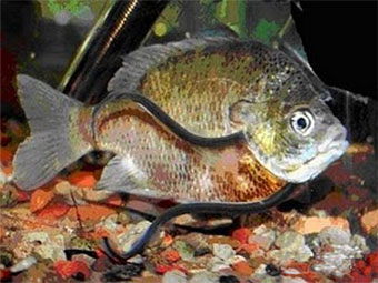 Animals You Will Spot on the Amazon River | Amazon Cruises