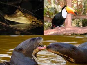 Eight Animals on Amazon River Trip | Amazon Cruises