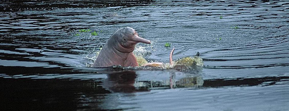 Top Riverboat charters cruises in the Amazon river basin | Amazon ...