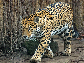 The Biggest Mammal in the Amazon Jungle | Amazon Cruises