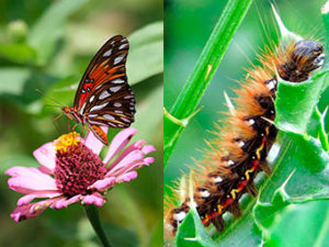 The Most Colourful Insects | Amazon Jungle | Amazon Cruises