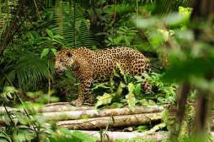 How to Glimpse the Five Rarest Amazon Animals | Amazon Cruises