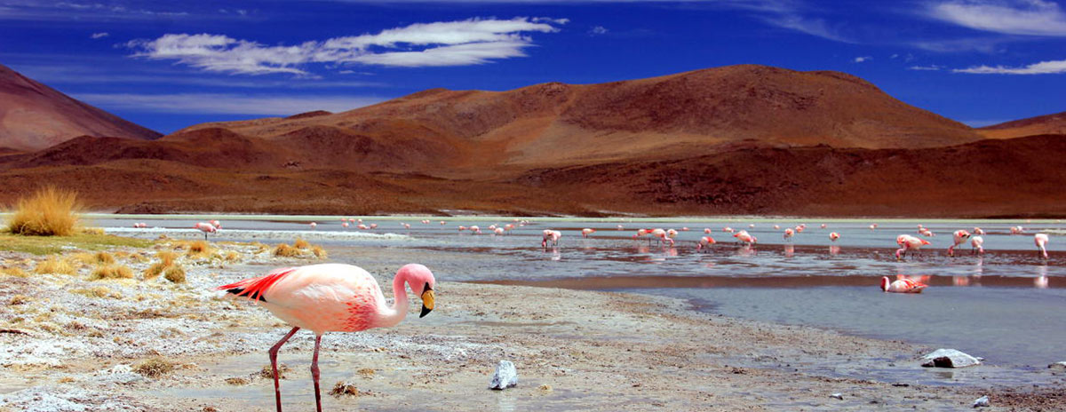 Bolivia 360º Tour | Amazon Rainforest Tours | Amazon Cruises