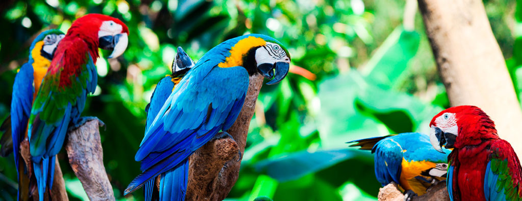 Brazil: The Magic Journey | Amazon Jungle Tour | Amazon Cruises