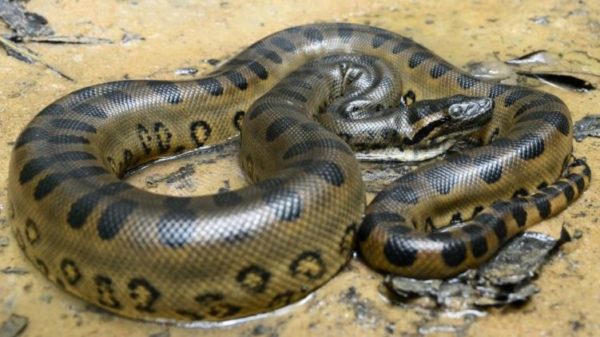 Reptils In the Amazon Rainforest | Voyagers Travel
