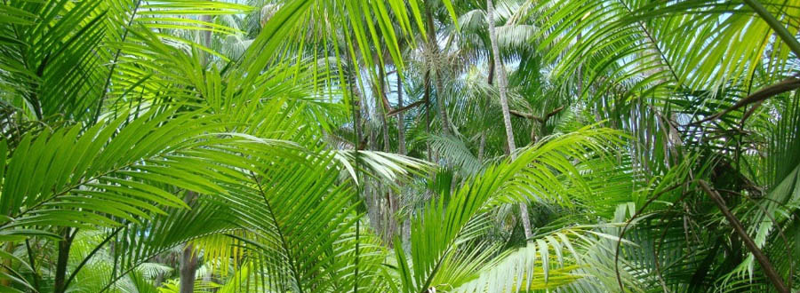 Amazon Rainforest Plants | The Most Beautiful in the Jungle