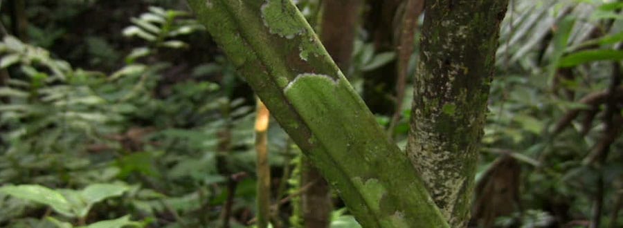 Amazon Rainforest Plants | The Most Beautiful in the Jungle