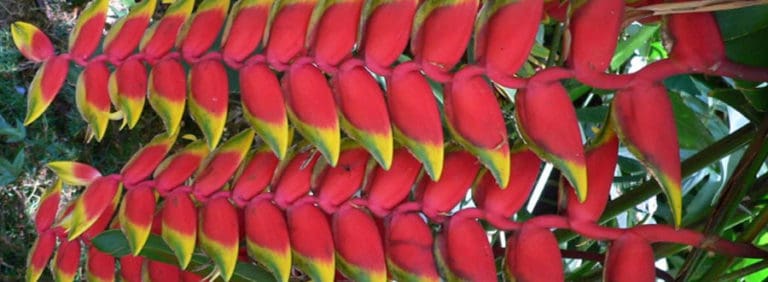 Amazon Rainforest Plants | The Most Beautiful in the Jungle