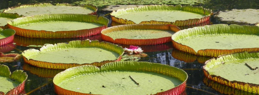 Amazon Rainforest Plants | The Most Beautiful in the Jungle
