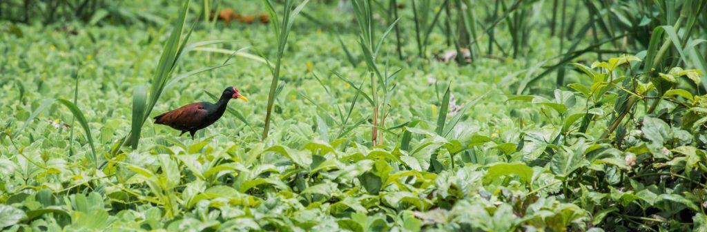 Bird Life In the Amazon Rainforest | Voyagers Travel