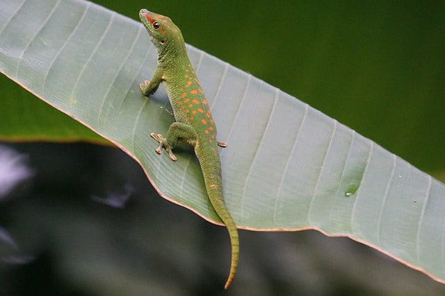 Reptils In the Amazon Rainforest | Voyagers Travel