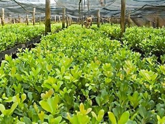 Important Medicinal Plants in the Amazon | Voyagers Travel