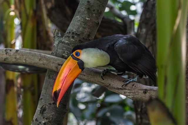 Bird Life In the Amazon Rainforest | Voyagers Travel
