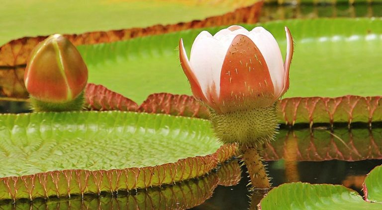 The Amazon Rainforest | Information, Cruises & Tours | Voyagers Travel