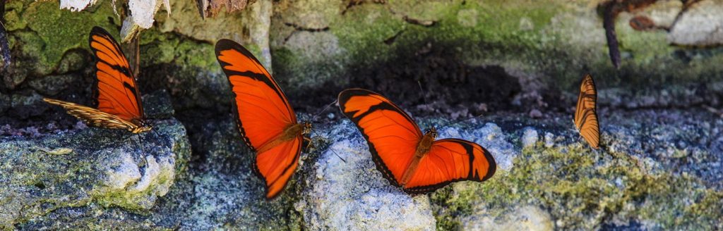 Amazon River Cruises: Amazon Tours in Peru, Ecuador, Brazil & Bolivia